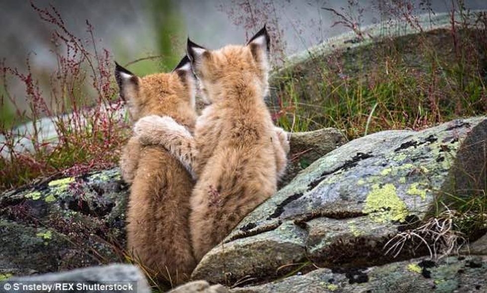 Beautiful Moment Lynx Kitten Puts a Wise Paw on the Shoulder of Its ...