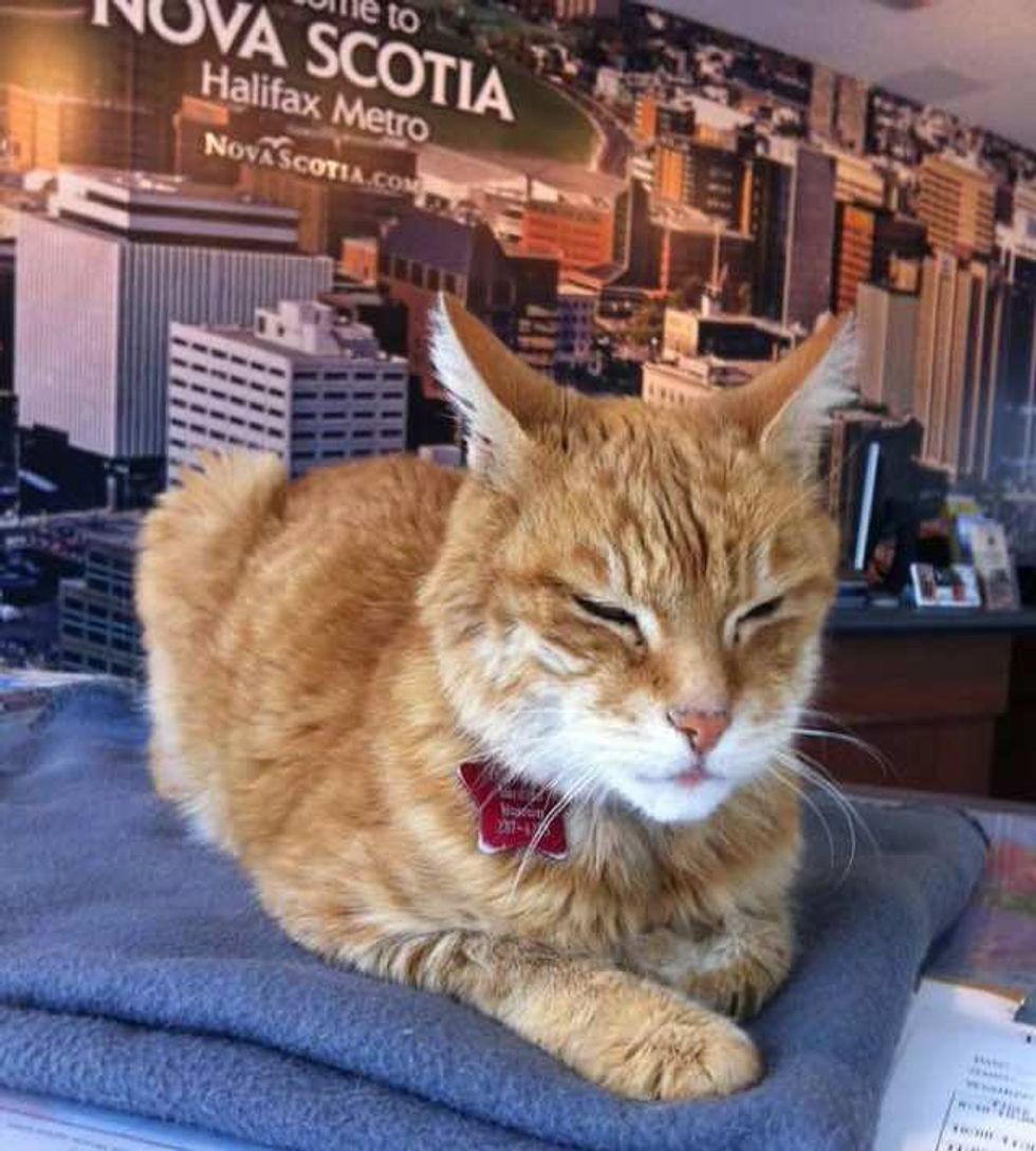 He's Been a Ship's Mouser Cat for 15 Years Since They Found Him as a ...