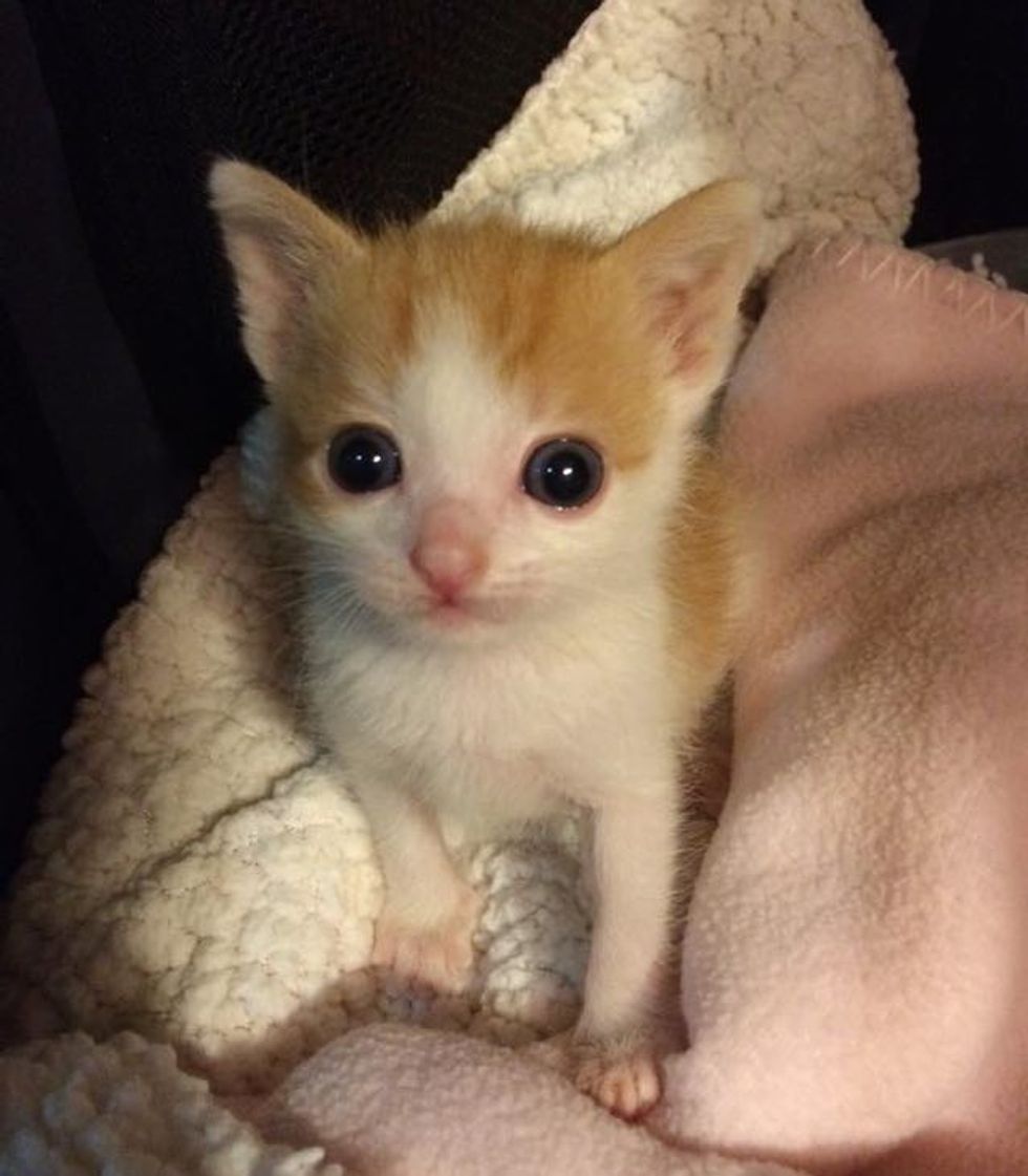 Kitten Barely Grew When He Came to Shelter. Now Finally 1 Pound! - Love ...