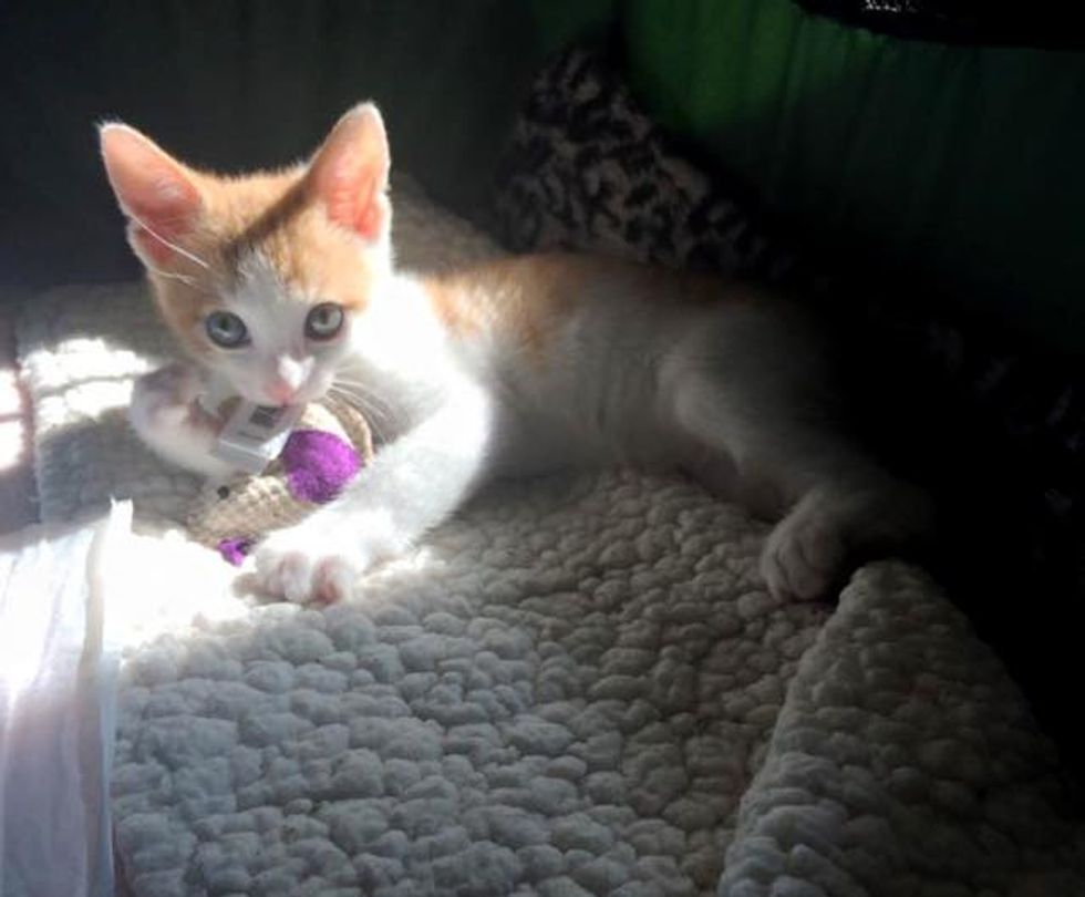 Kitten Barely Grew When He Came to Shelter. Now Finally 1 Pound! - Love ...