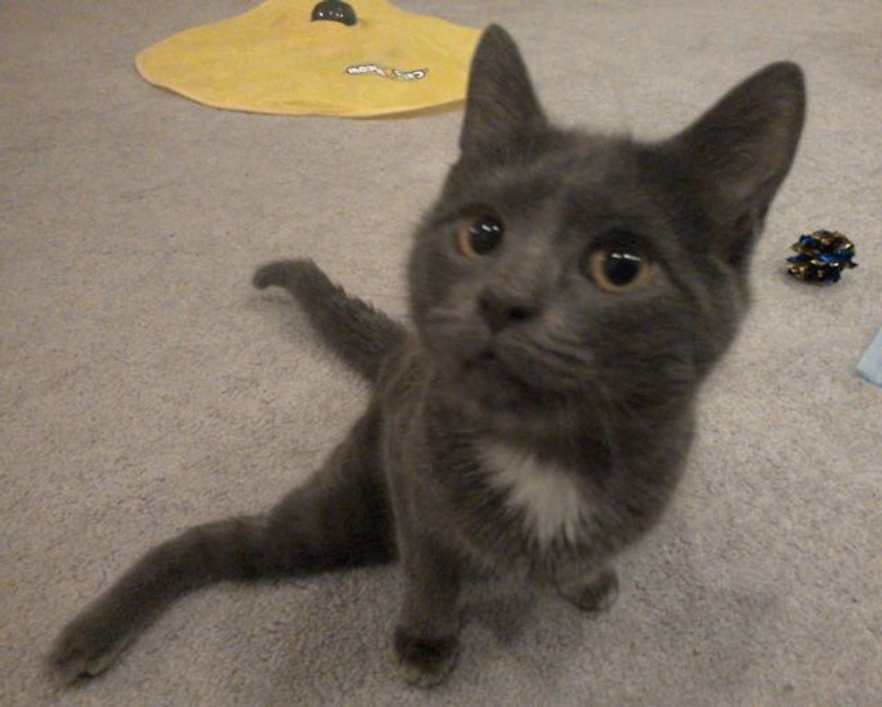 Special Needs Cat Saved from Death Row Waited for His Loving Home. Now ...