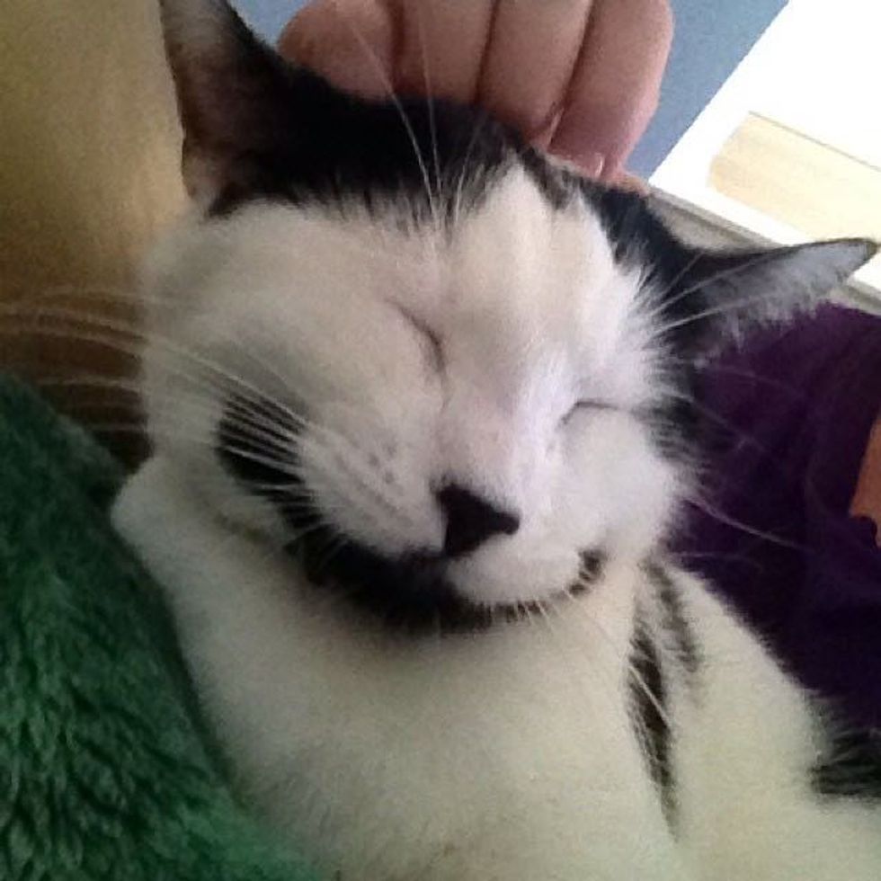 Sirius the Happy Cat with a Perpetual Smile on His Face - Love Meow