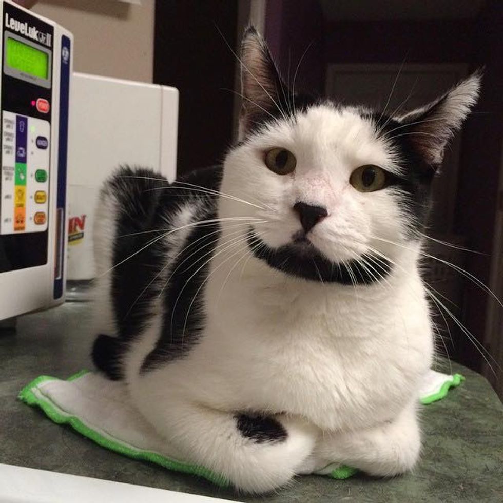 Sirius the Happy Cat with a Perpetual Smile on His Face - Love Meow