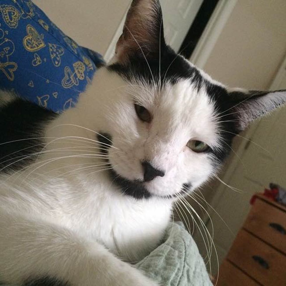 Sirius the Happy Cat with a Perpetual Smile on His Face - Love Meow