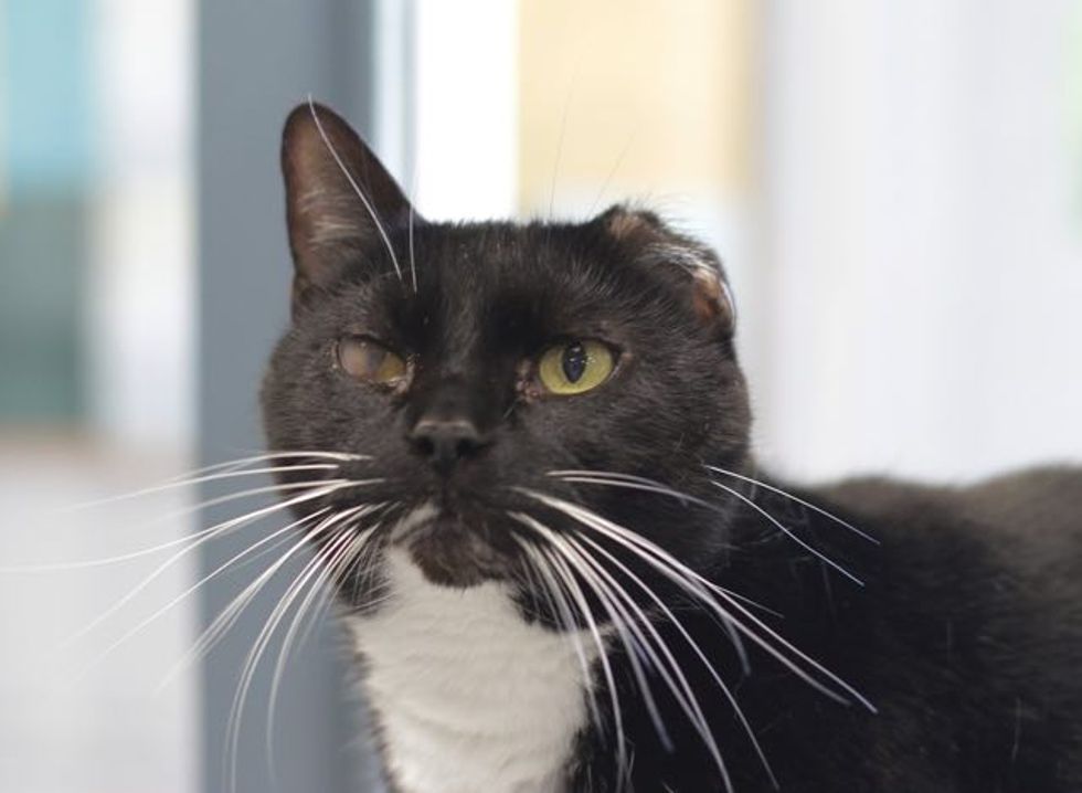 Van Gogh the 7 Year Old Shelter Cat and His Brother Picasso - Love Meow