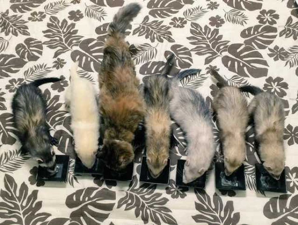 Rescue Kitten Grew Up with Five Ferret Brothers - Love Meow