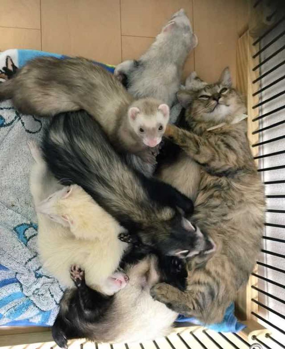 Rescue Kitten Grew Up with Five Ferret Brothers - Love Meow