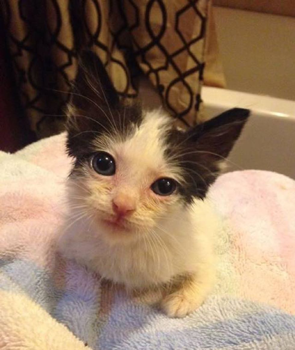 She Had Less than 10% Chance to Survive. This Orphan Kitten Surprises ...