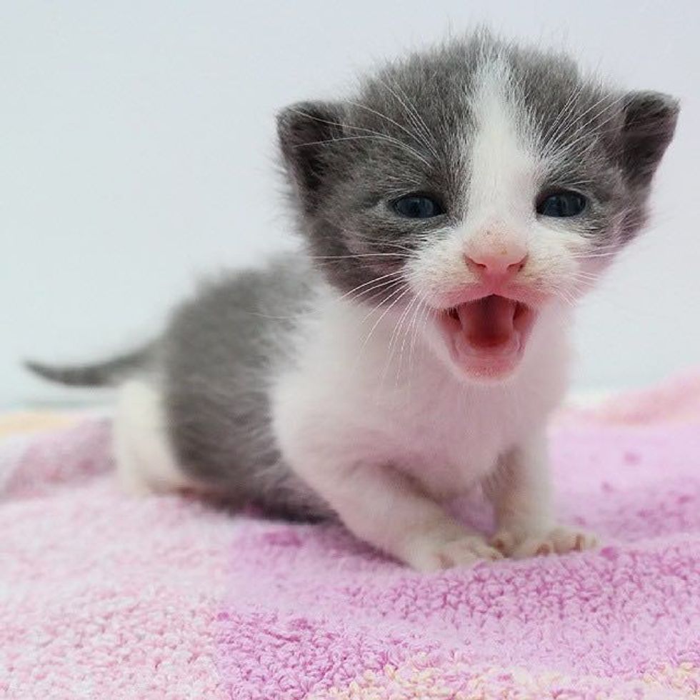 Kitten Telling Vet She's Ready for Loving Home! - Love Meow