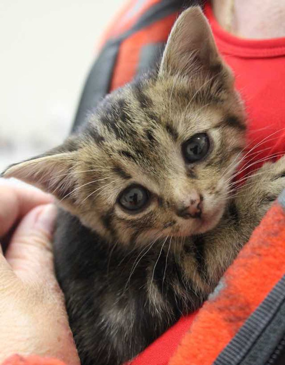 Two Kittens Saved by Officers from Impound Lot - Love Meow