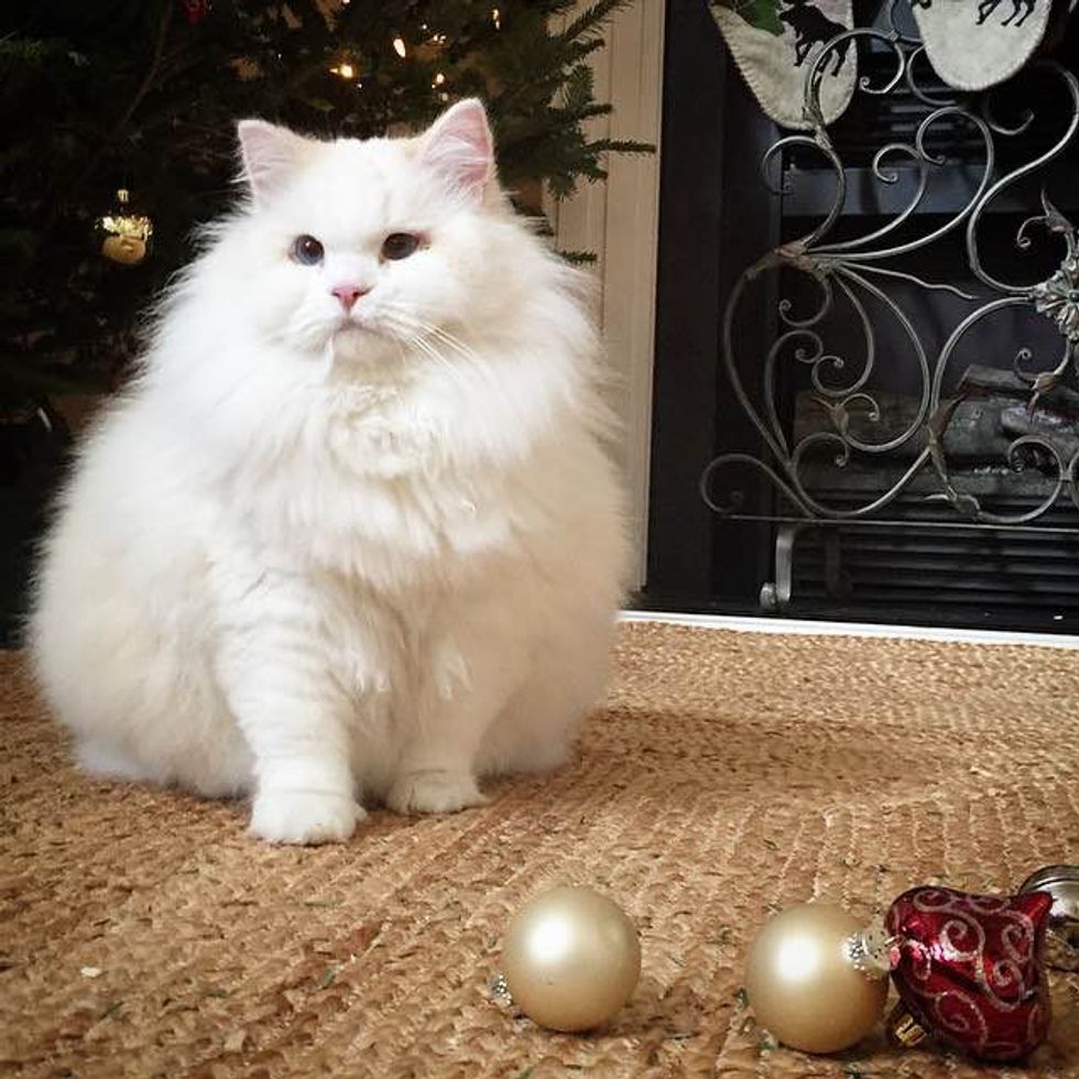 Cat Found on Roadside Surprises His Humans with His True Fluff - Love Meow