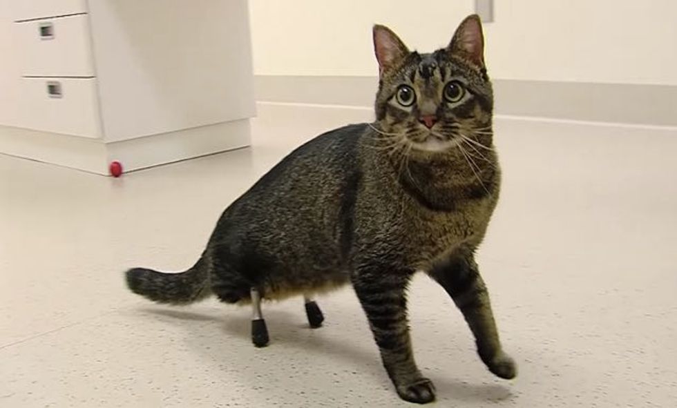 Cat Walks for the First Time Thanks to Pair of New Legs - Love Meow