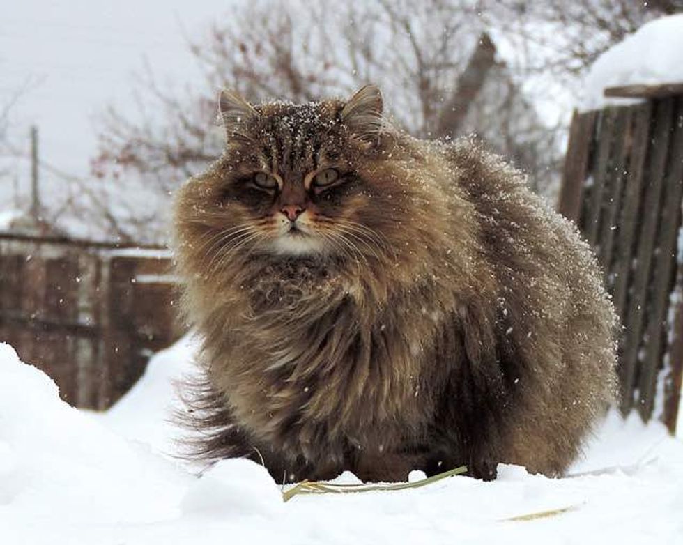 Every Winter these Siberian Cats Fluff Up and Play in Snow with their ...