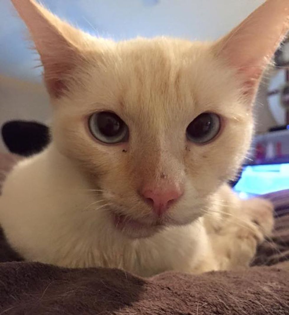 Rescue Kitty with Crooked Jaw Absolutely Loves Life! - Love Meow
