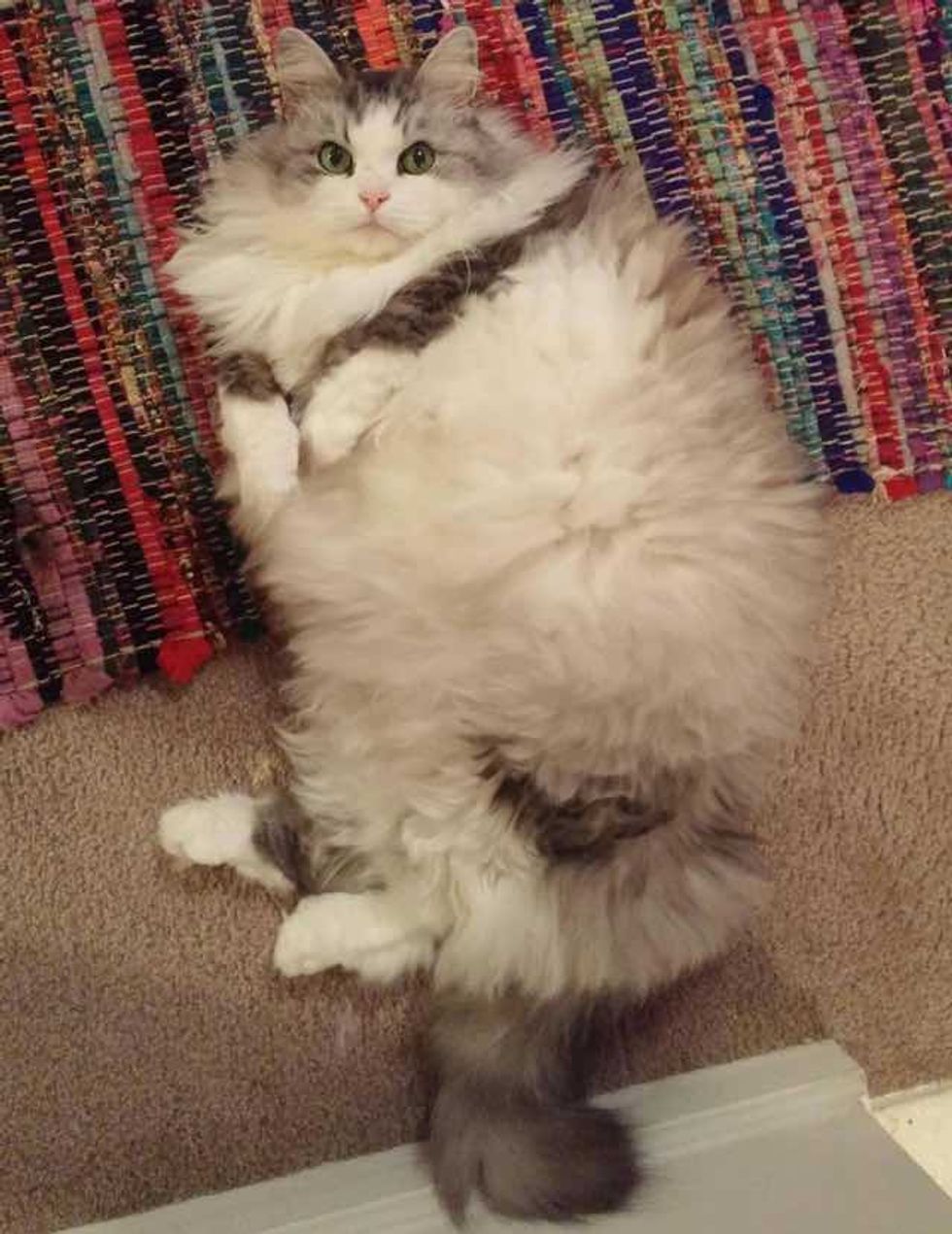 Cats Grow Magnificent Winter Manes. They May Just be Part Lion! - Love Meow