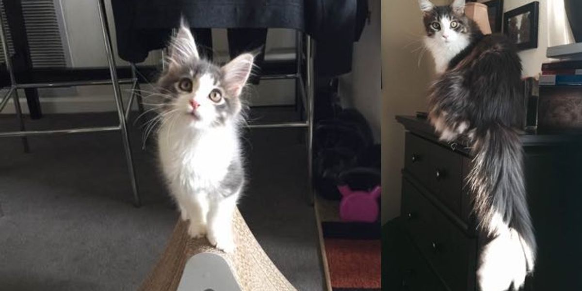 He was the Runt, Now at 8 Months Maine Coon Kitten is Tiny No More ...