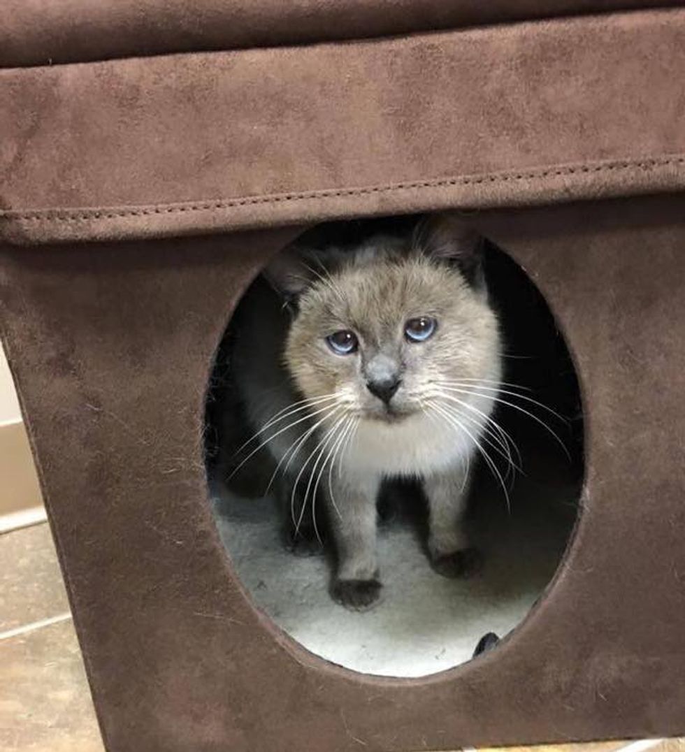 Abandoned Cat With Sad Eyes Showed Up on Doorstep, Begging for Warmth ...