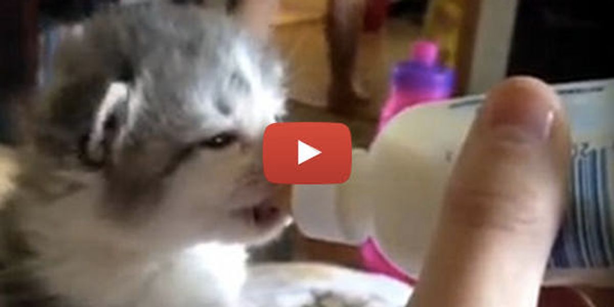 Tiny Bottle Fed Kitten Wiggles Ears - Love Meow