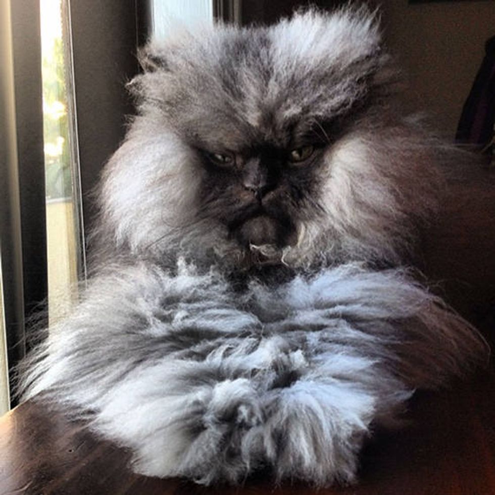 Colonel Meow - Longest Fur On A Cat! Guinness World Records - Love Meow