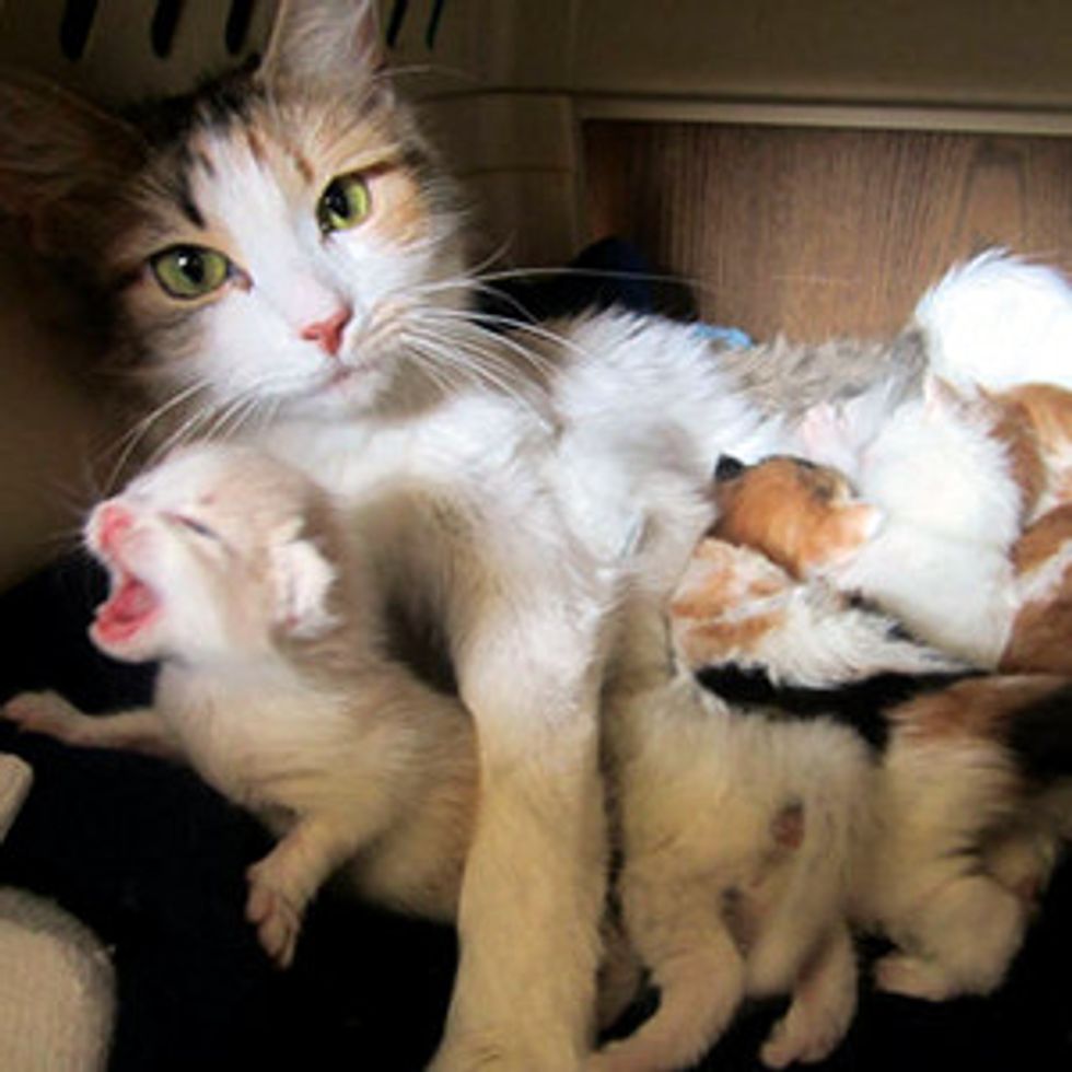 Stray Cat Mama Brings Surprise - Love Meow