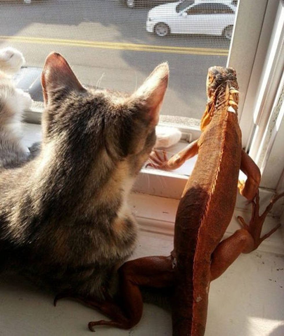Kitten And Lizard: Unlikely Friendship - Love Meow