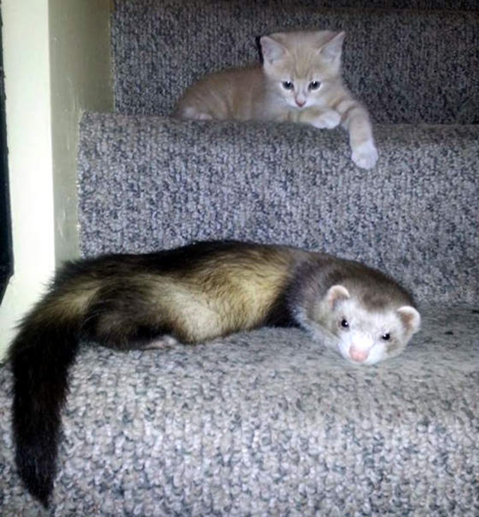 Kitty Grew Up With Ferrets - Love Meow