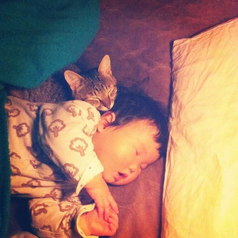 Toco The Cat And His Human: Growing Up Together - Love Meow