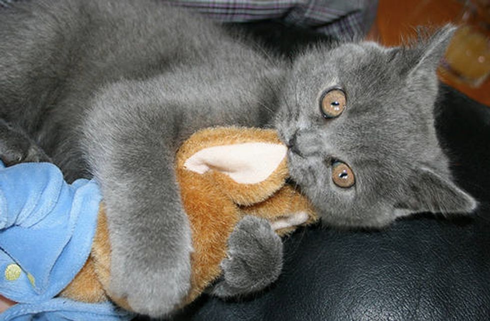 Tiny Blue Kitty Given A Fighting Chance - Love Meow
