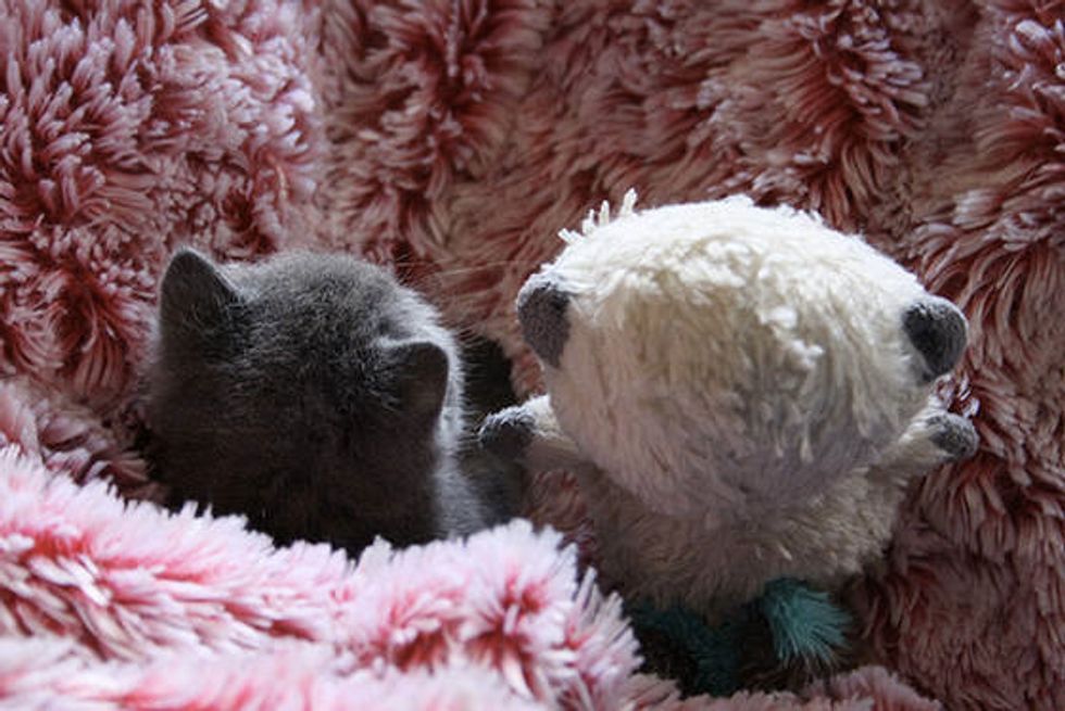 Tiny Blue Kitty Given A Fighting Chance - Love Meow