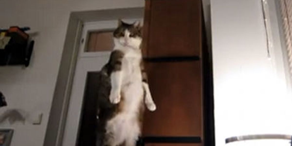 Cats Elevator Stretch - Love Meow