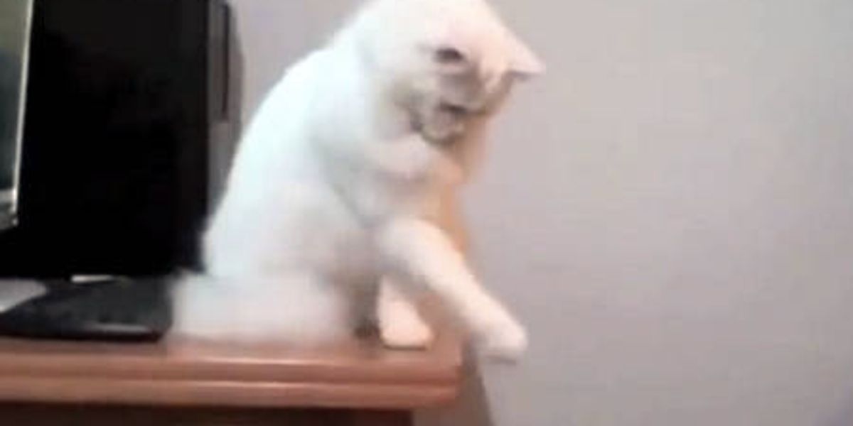 Cats Knocking Stuff Over - Love Meow