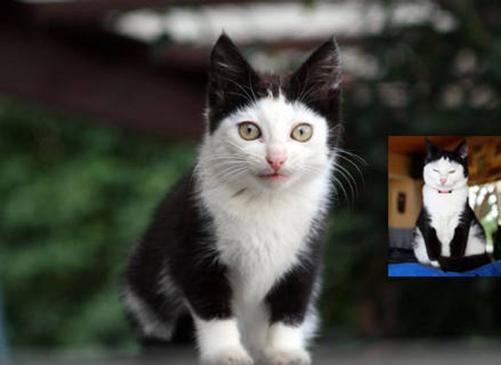 Wingshing The Owl Cat - Love Meow