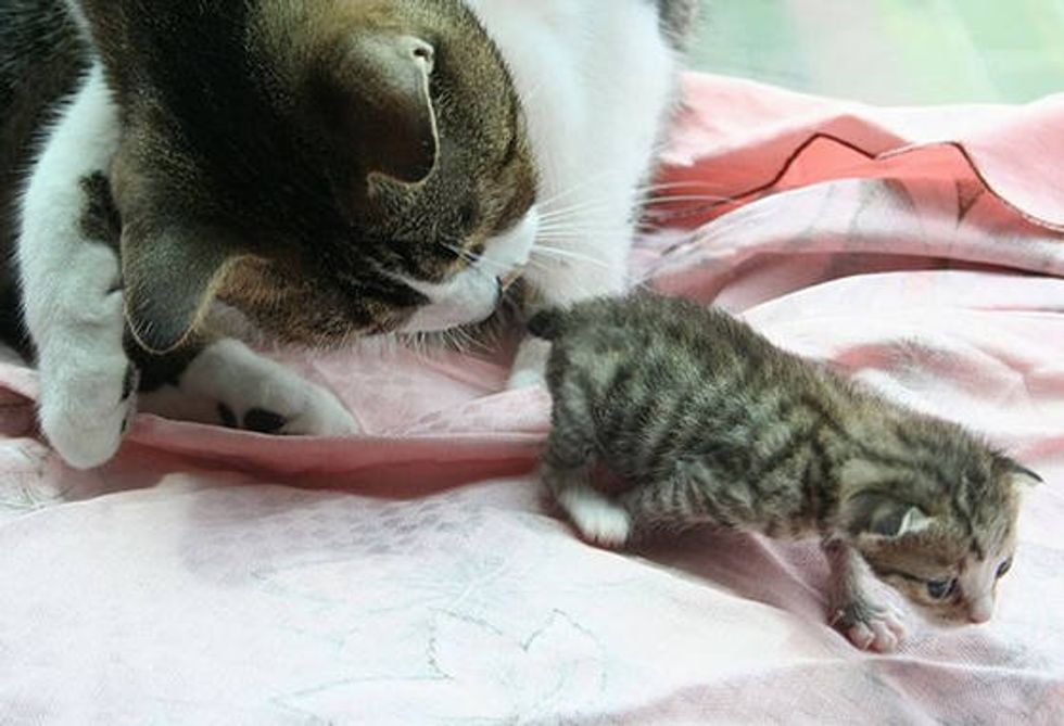 Happy The Cat Becomes Father To Orphan Kittens - Love Meow