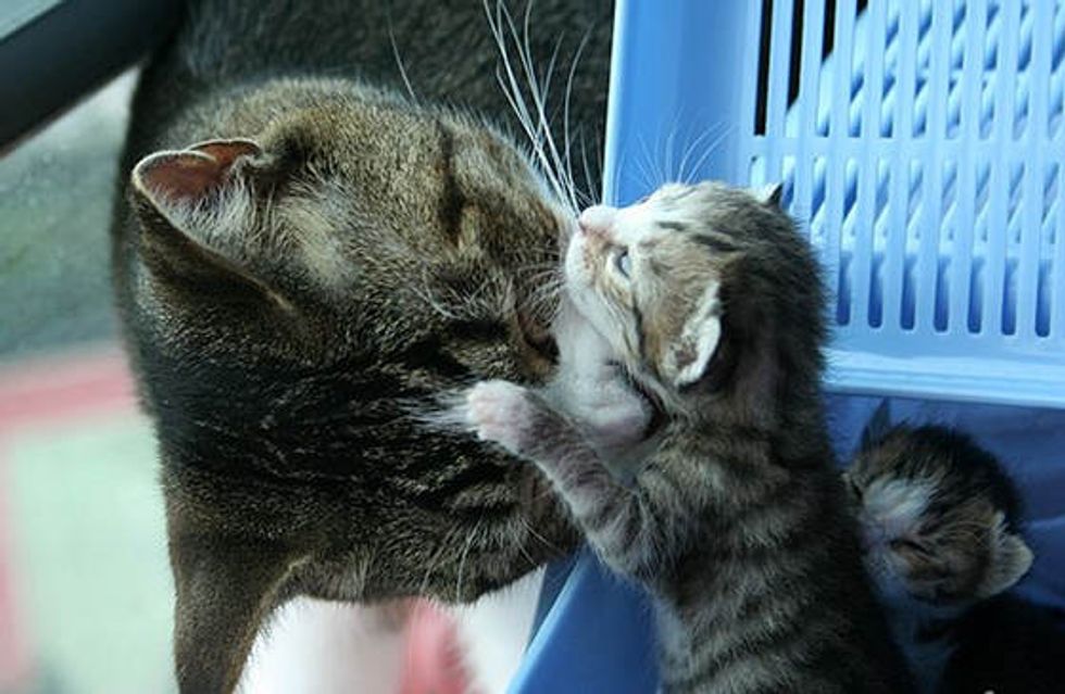 Happy The Cat Becomes Father To Orphan Kittens - Love Meow