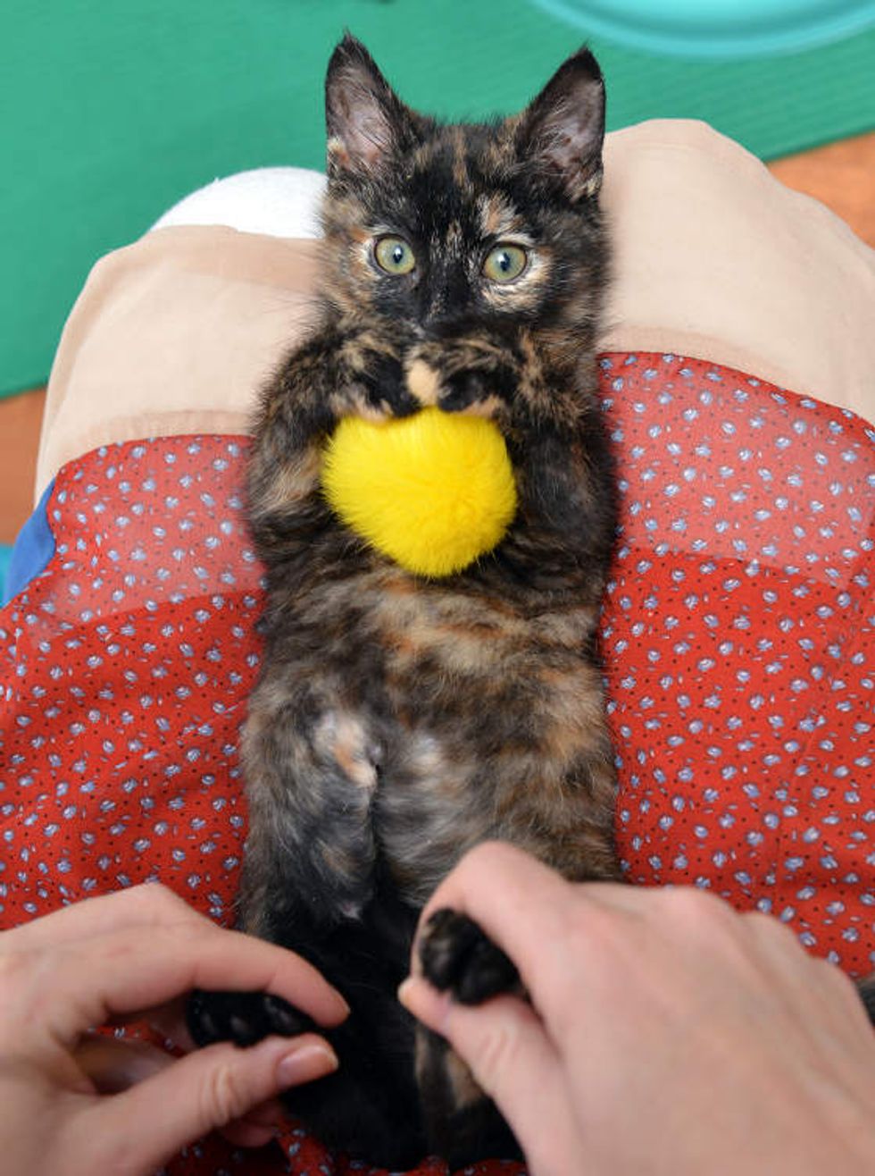 Partially Paralyzed Tortie Cat Is Determined To Walk Again - Love Meow
