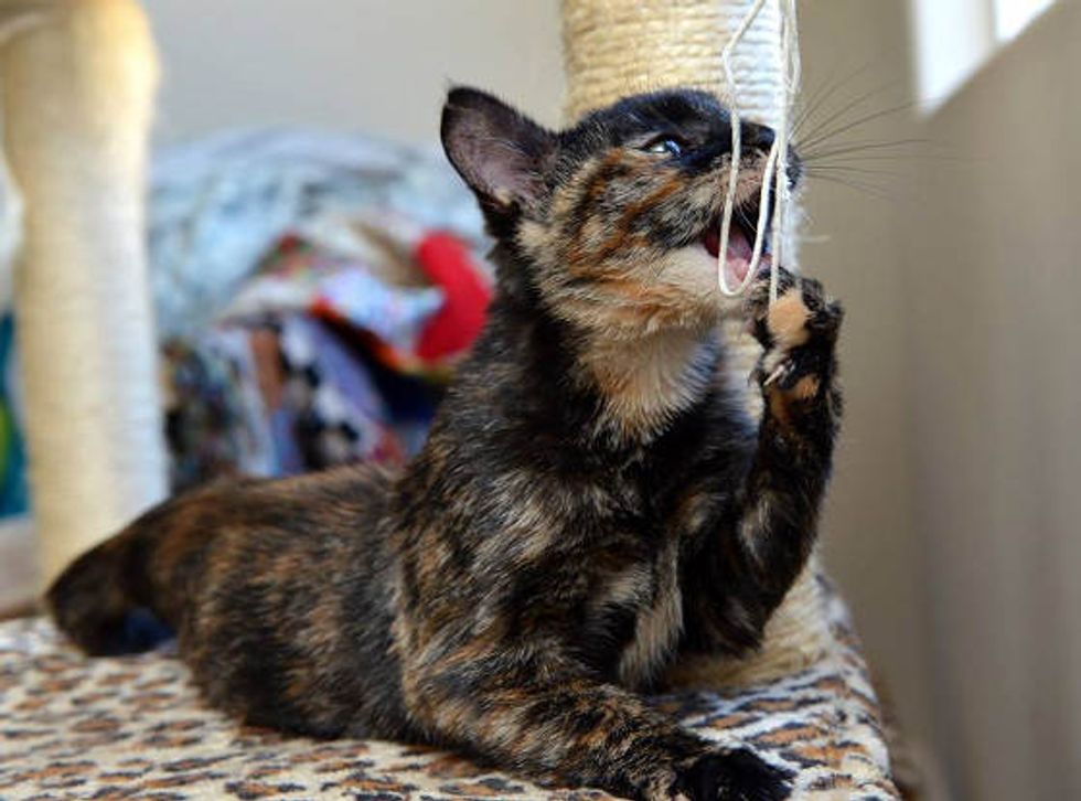 Partially Paralyzed Tortie Cat Is Determined To Walk Again - Love Meow
