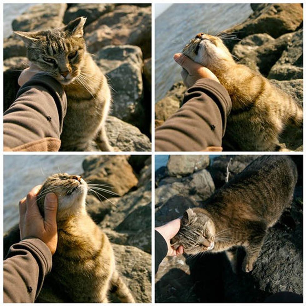 Project Bay Cat Brings Hope & Happiness To San Francisco Bay Cats ...