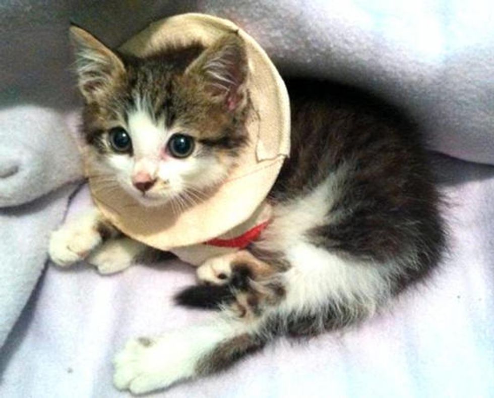 Rescue Kitty Makes An Amazing Recovery - Love Meow