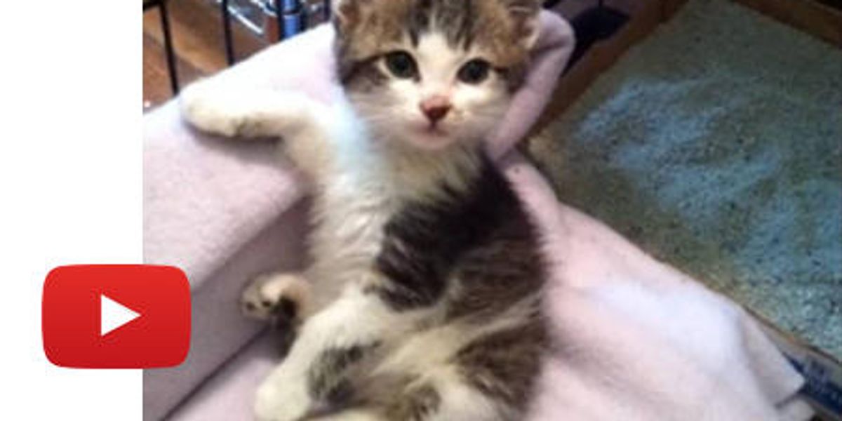 Rescue Kitty Makes An Amazing Recovery - Love Meow