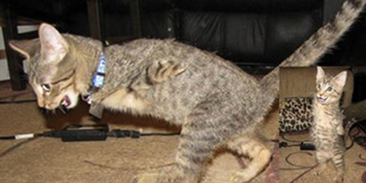 Mercury The Kitten Has No Front Legs But Absolutely Loves Life - Love Meow