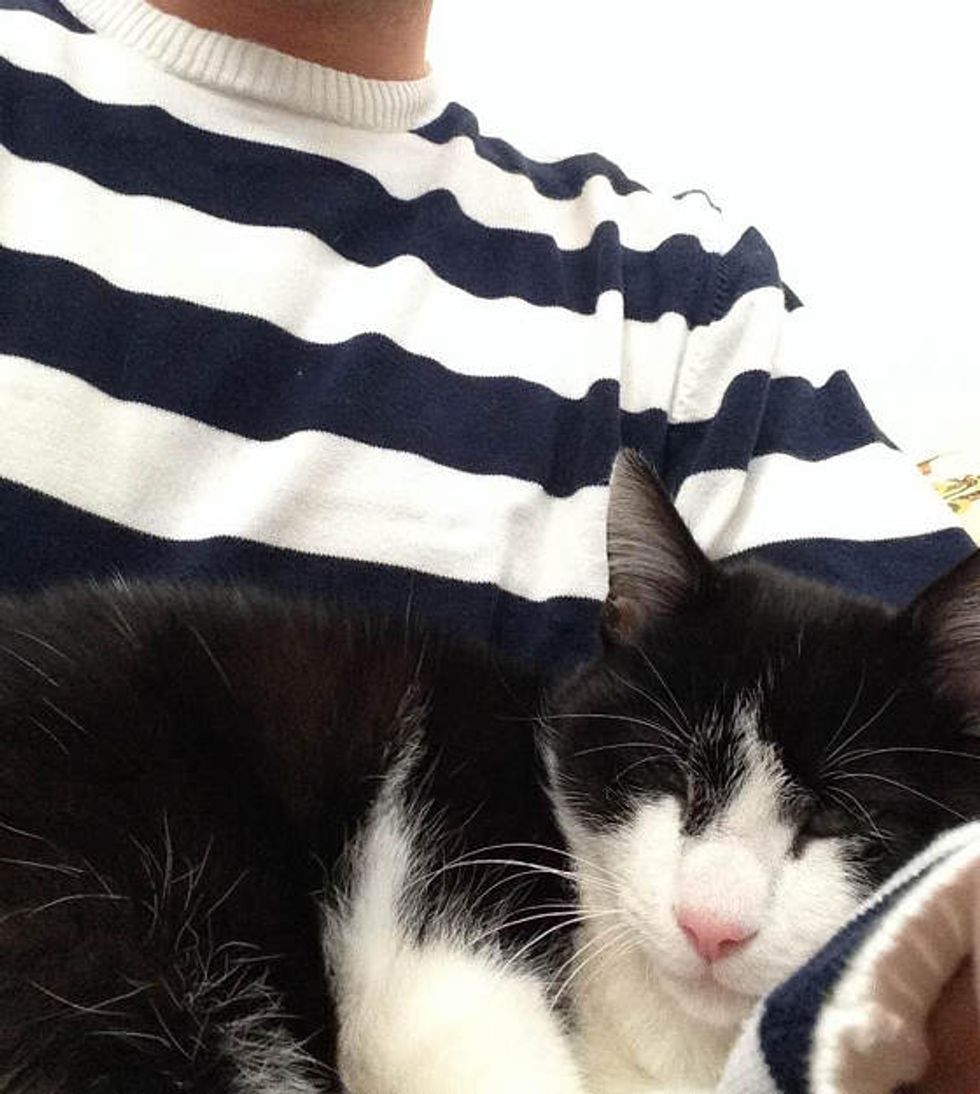 Hugo The Cat - Love Meow