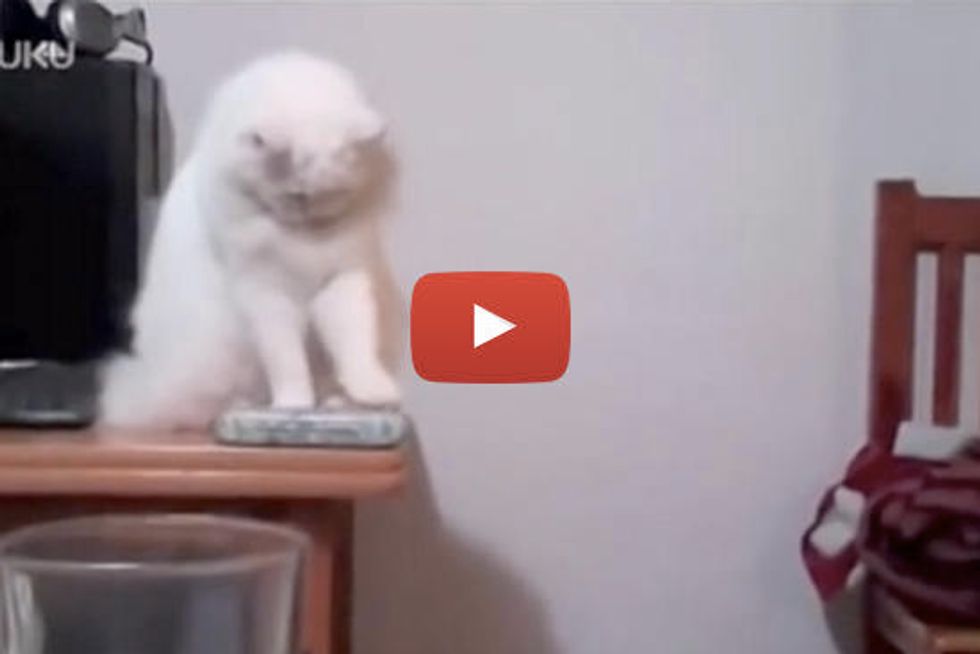 Cat Pushes Everything Off Table - Love Meow