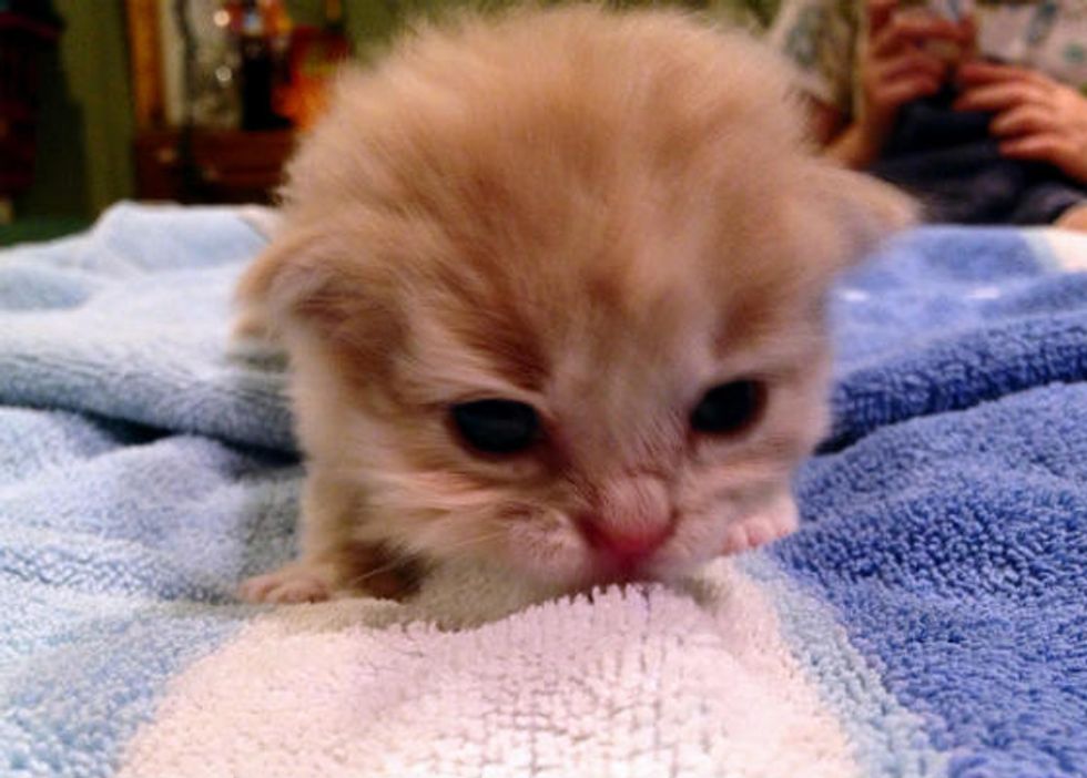 They Save Two Tiny Ginger Kittens from Trash and Make Them Their Family ...