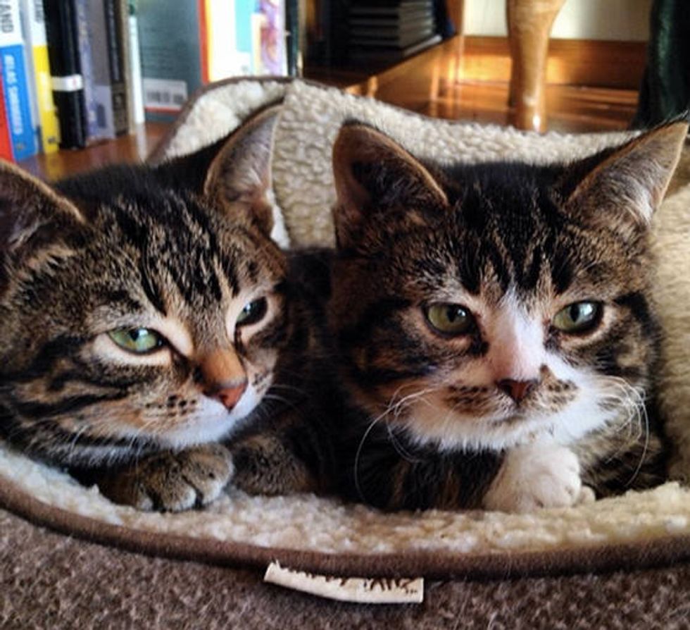 Elfie The Rescue Dwarf Cat - Love Meow