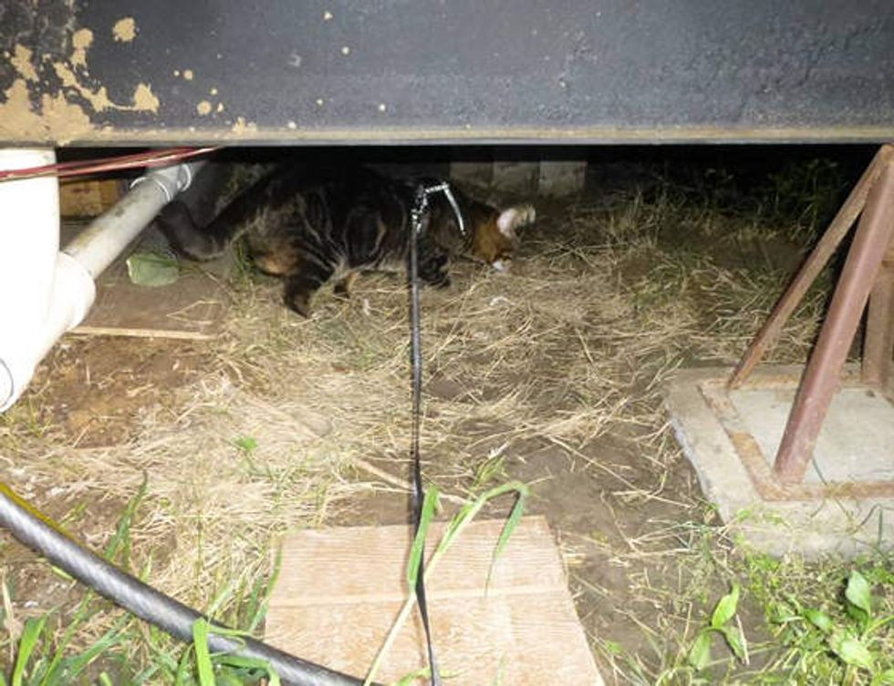 Spirit The Blind Cat Helps Rescue Kittens - Love Meow