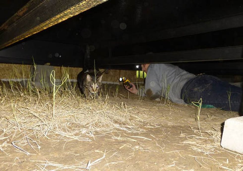 Spirit The Blind Cat Helps Rescue Kittens - Love Meow