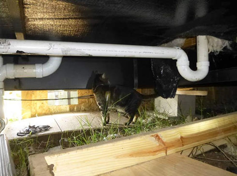 Spirit The Blind Cat Helps Rescue Kittens - Love Meow