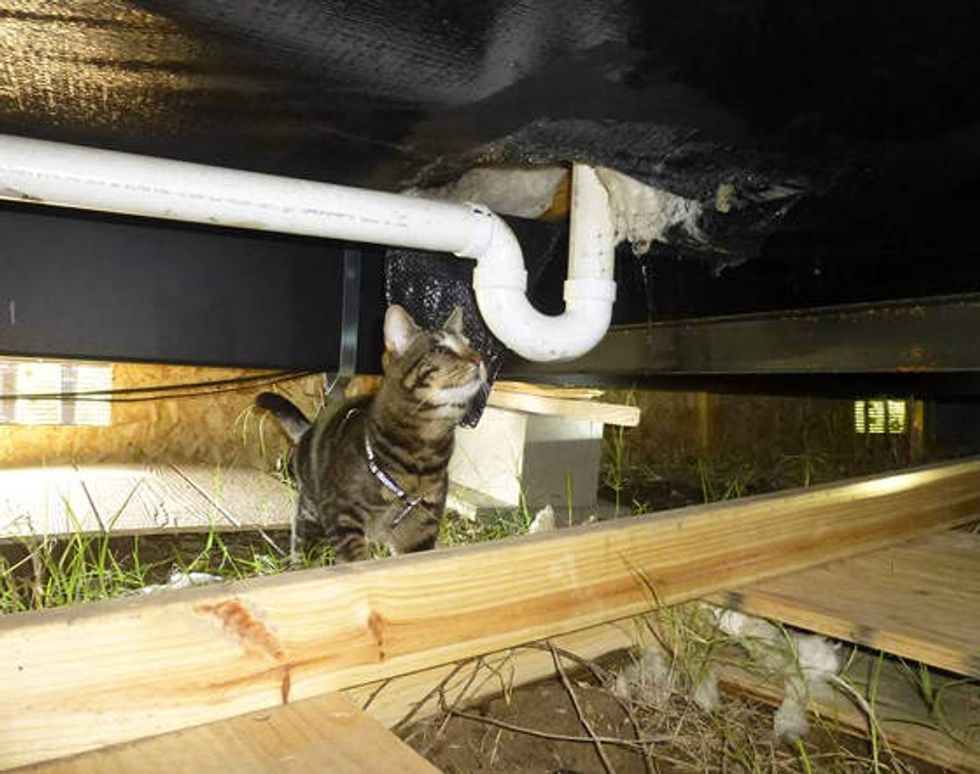 Spirit The Blind Cat Helps Rescue Kittens - Love Meow