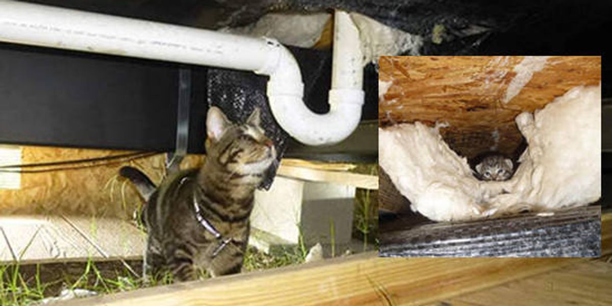 Spirit The Blind Cat Helps Rescue Kittens - Love Meow