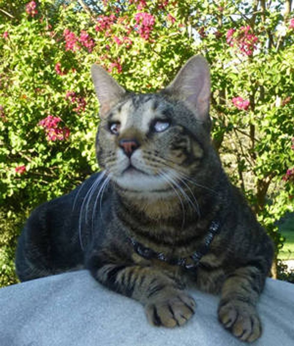 Spirit The Blind Cat Helps Rescue Kittens - Love Meow